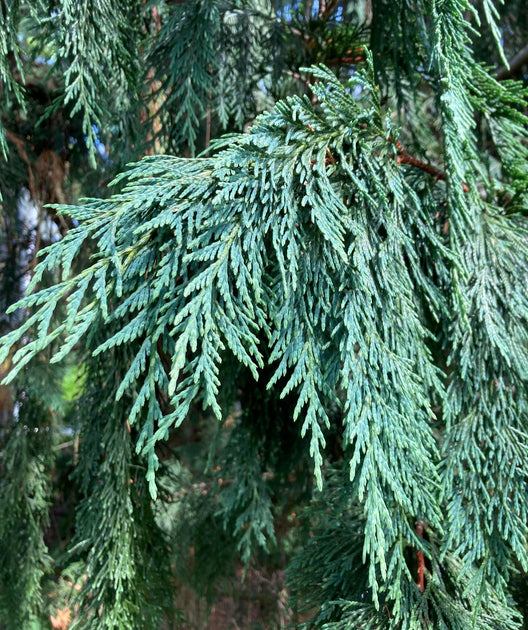 Jubilee Alaskan Cedar | Bower & Branch