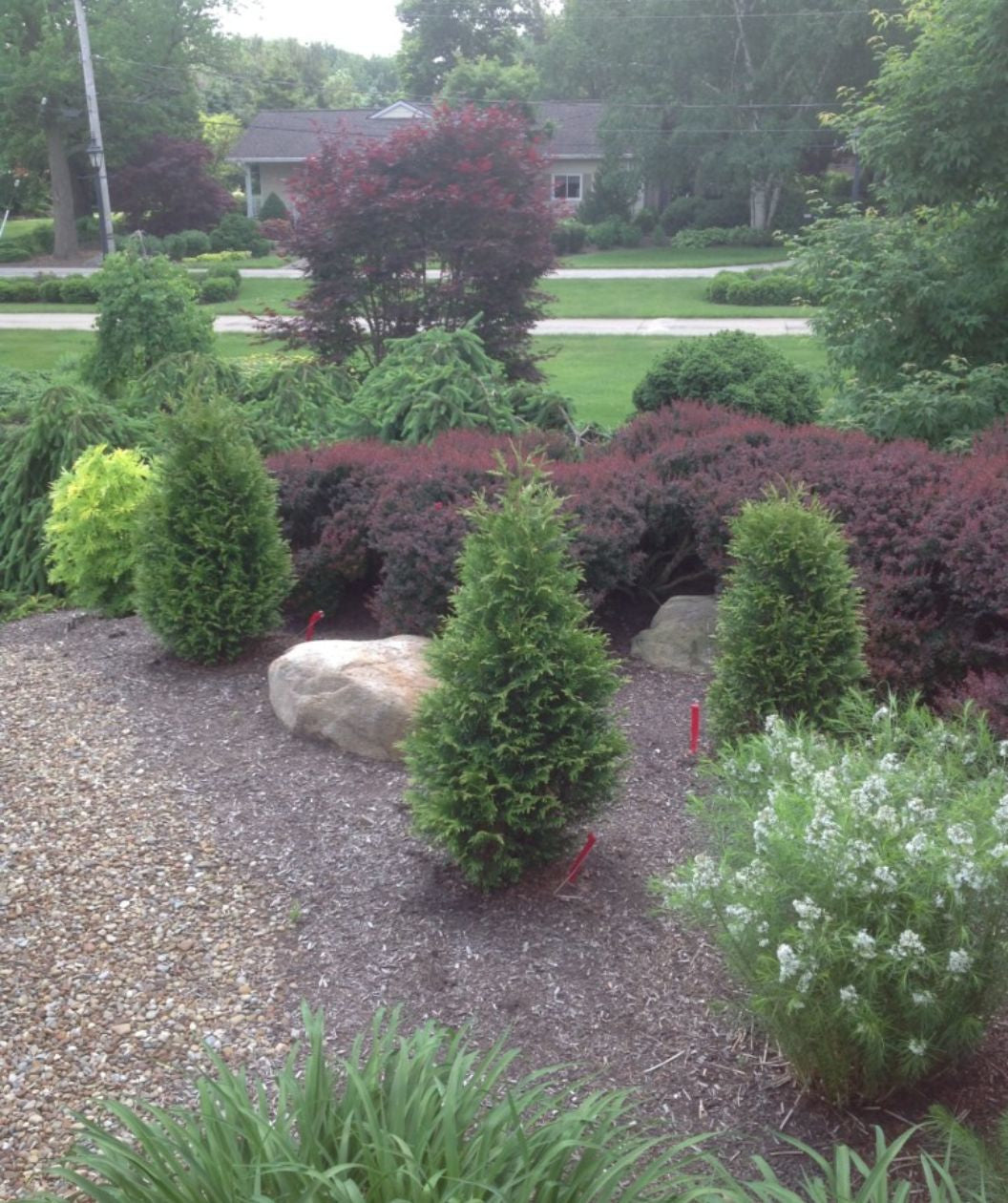 Junior Giant Arborvitae Hedge Bundle | Bower & Branch