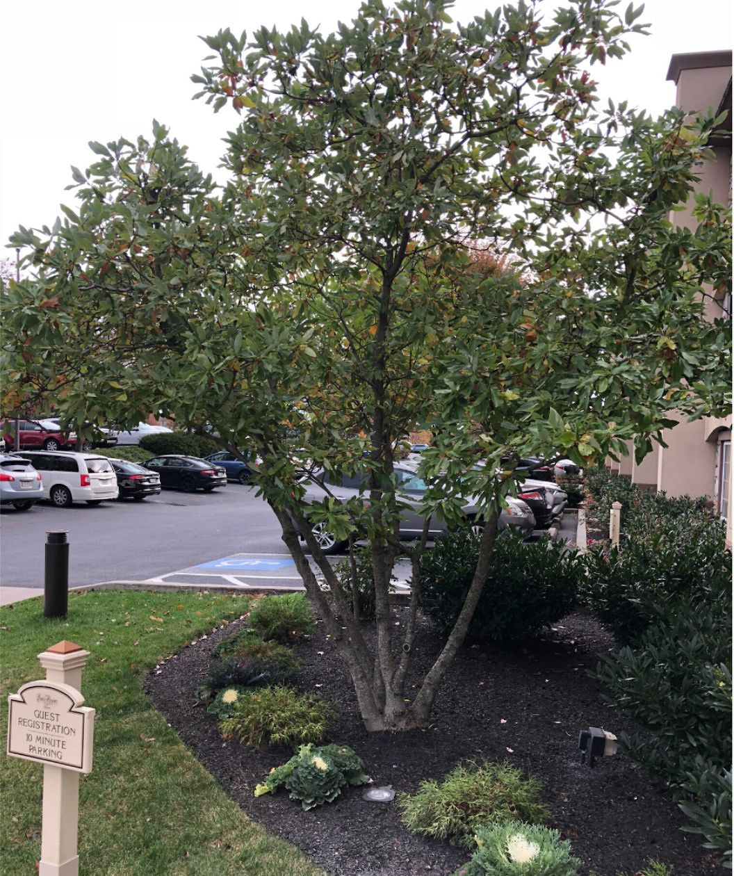 Sweetbay Magnolia | Bower & Branch