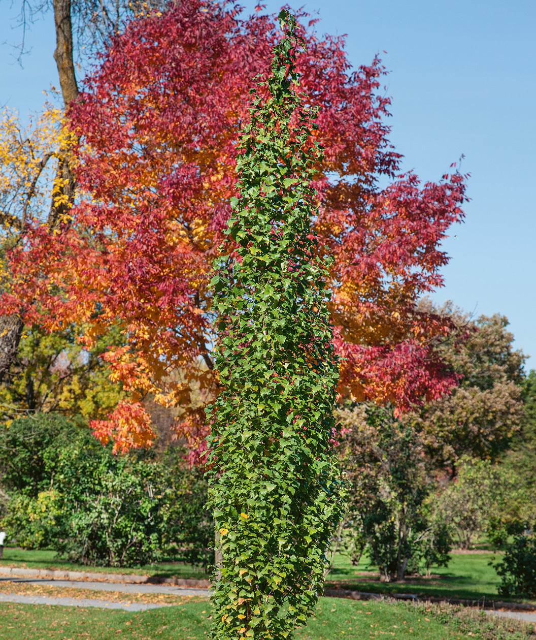 Parkland Pillar Birch | Bower & Branch