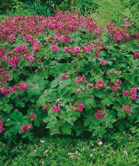 Bevan's Variety Geranium – Bower & Branch