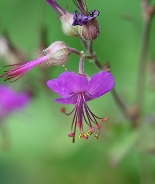 Bevan's Variety Geranium – Bower & Branch