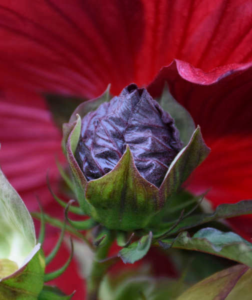 Blackberry Merlot Rose Mallow | Bower & Branch