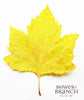 Bloodgood London Planetree (Sycamore) | Bower & Branch