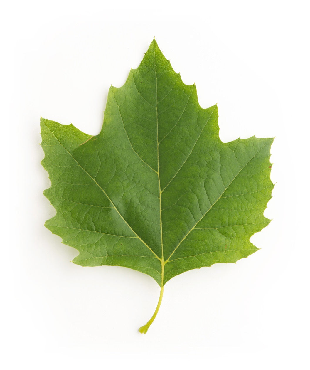 Bloodgood London Planetree (Sycamore) | Bower & Branch