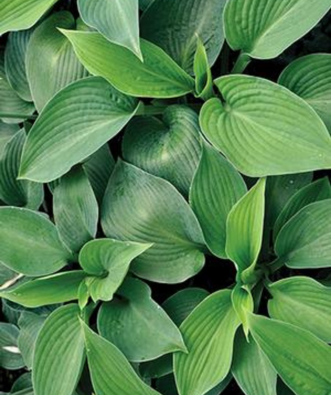 Blue Angel Hosta | Bower & Branch