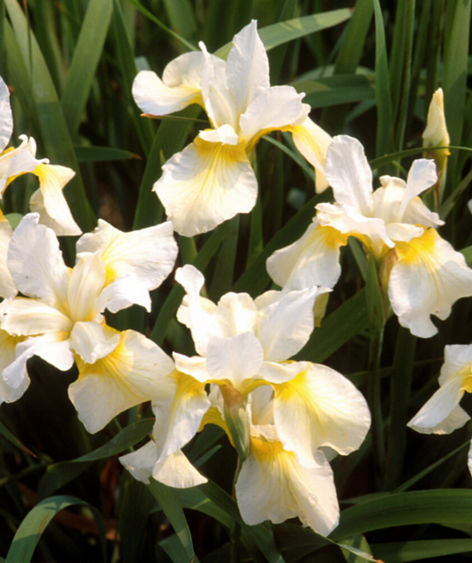 Butter and Sugar Siberian Iris – Bower & Branch