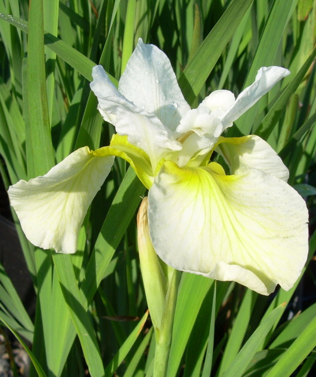 Butter and Sugar Siberian Iris – Bower & Branch
