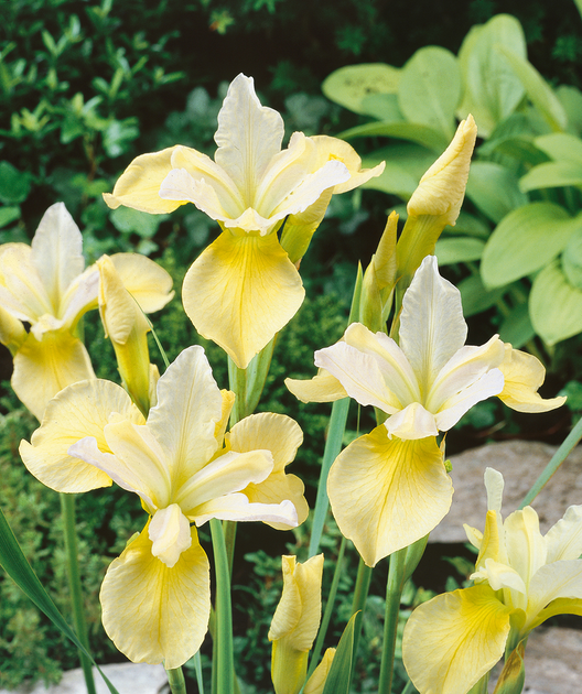 Butter and Sugar Siberian Iris – Bower & Branch