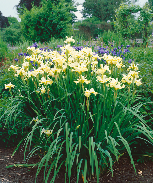 Butter and Sugar Siberian Iris – Bower & Branch