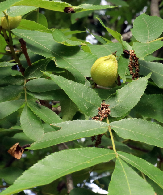Butternut Treeling | Bower & Branch