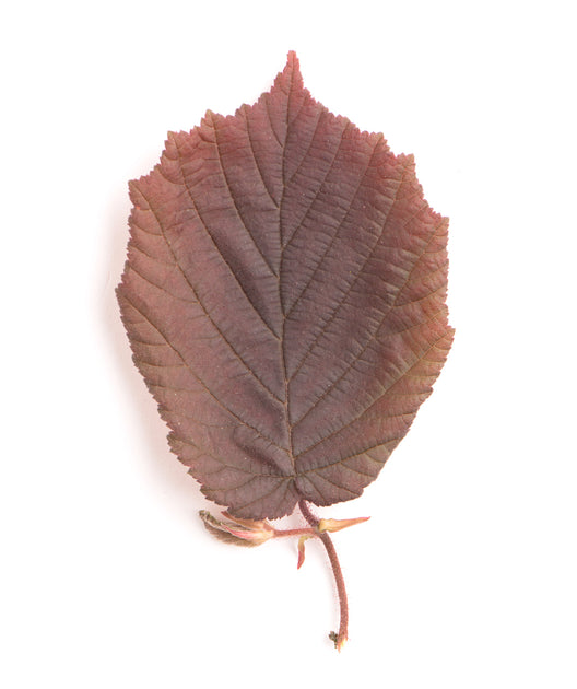 Red Dragon Filbert – Bower & Branch