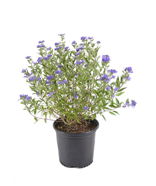 First Choice Blue Mist Shrub – Bower & Branch