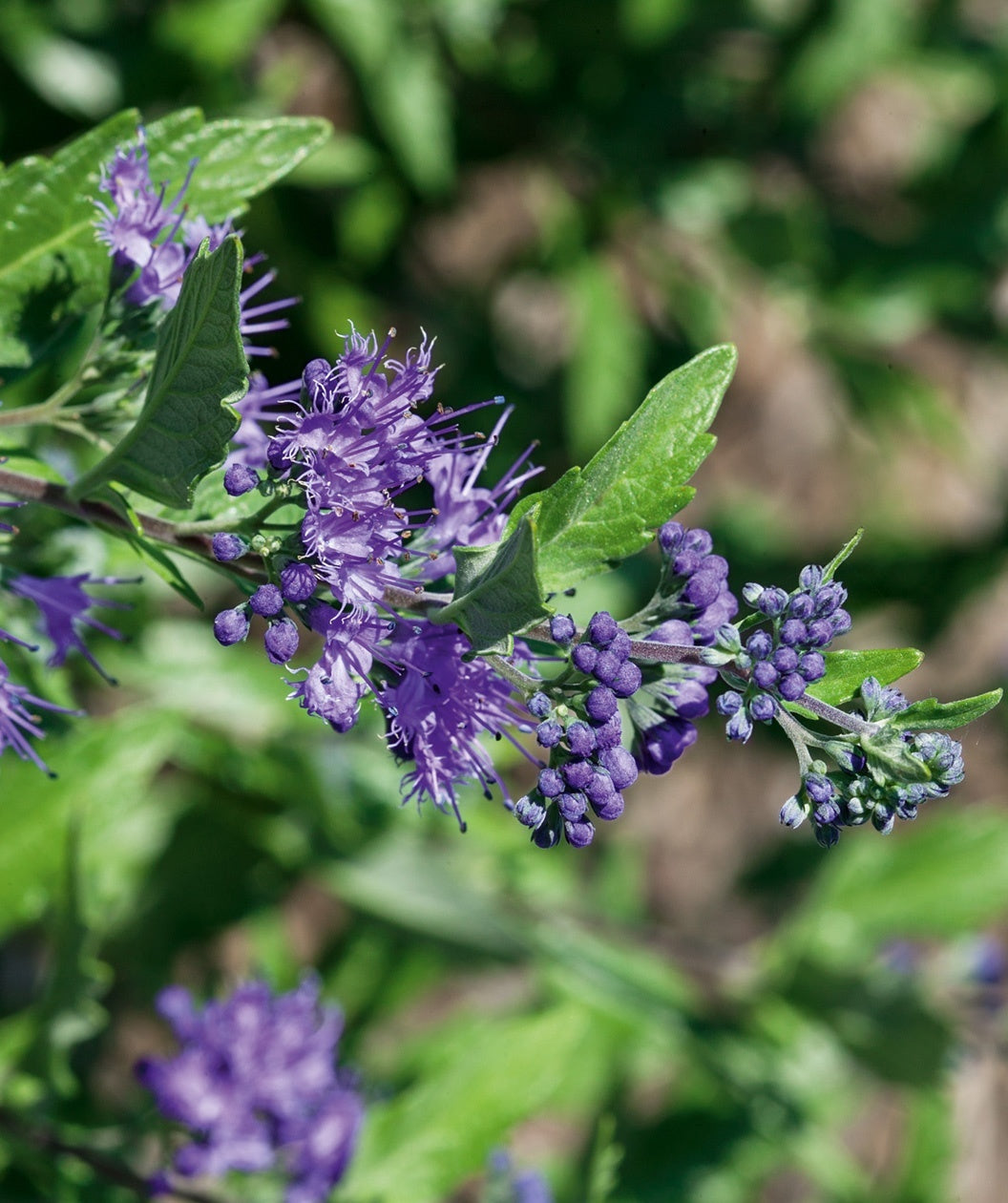First Choice Blue Mist Shrub – Bower & Branch