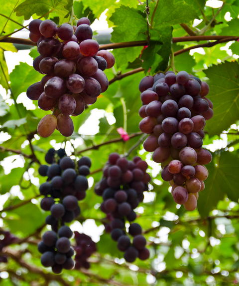 Catawba grapes store
