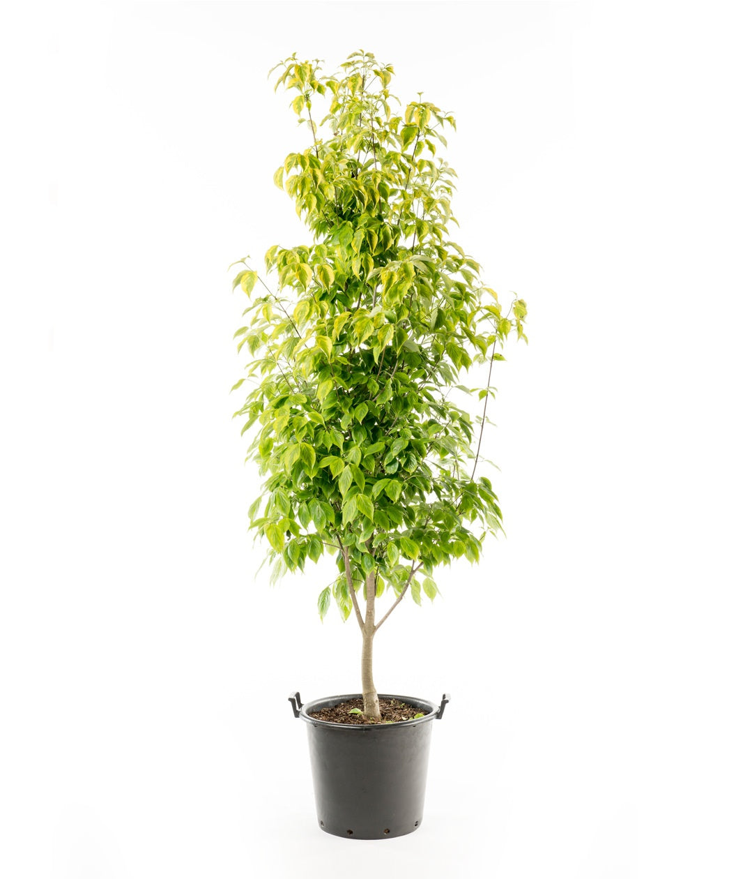 Celestial Shadow® Variegated Dogwood | Bower & Branch