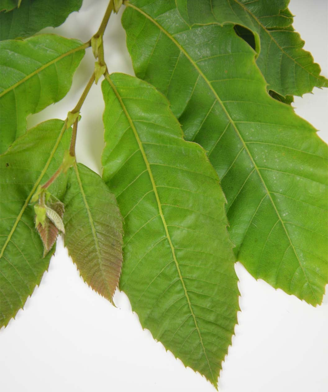 Chinese Chestnut | Bower & Branch