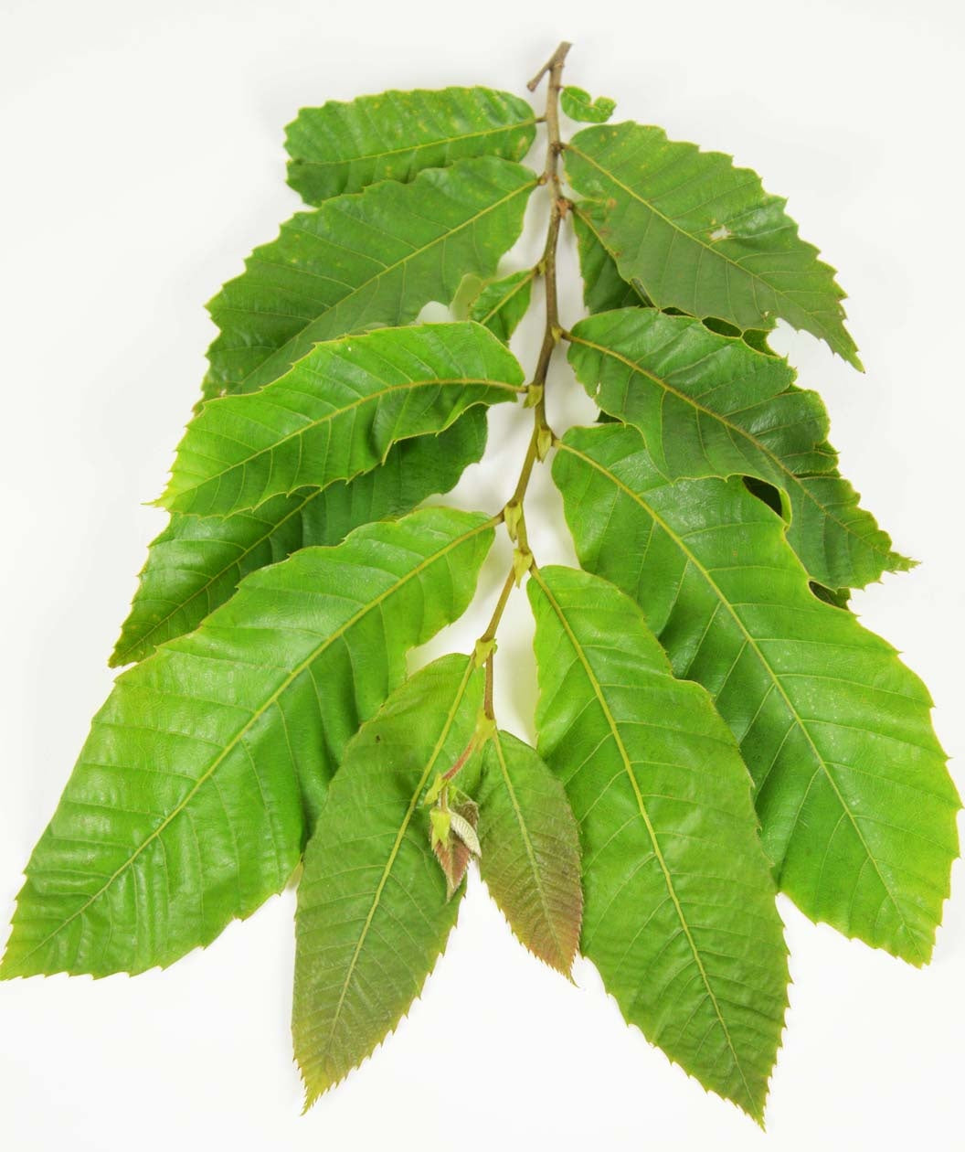 Chinese Chestnut | Bower & Branch