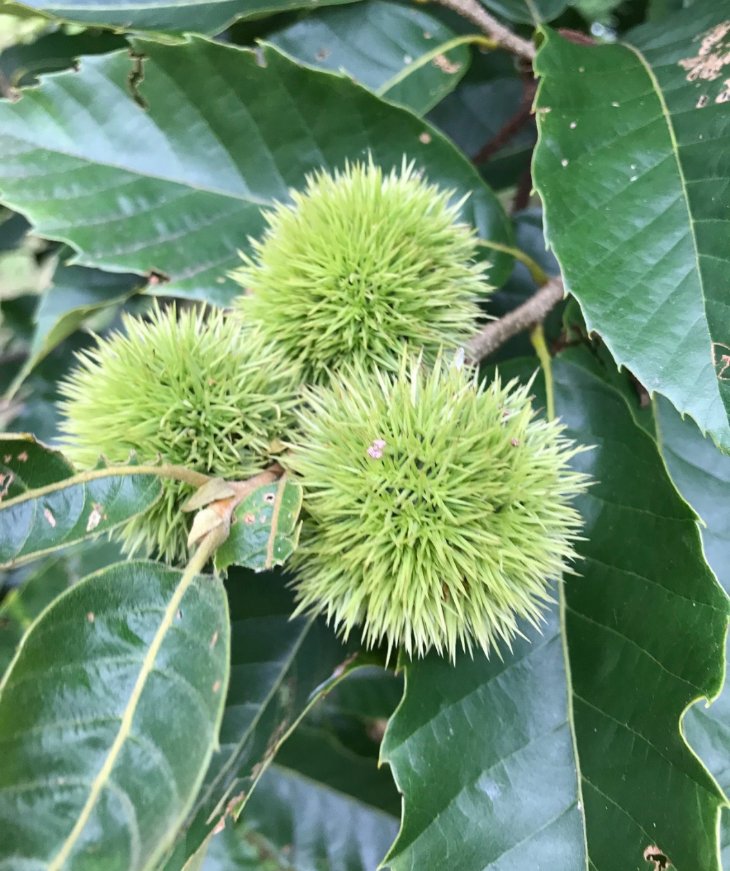 Chinese Chestnut | Bower & Branch