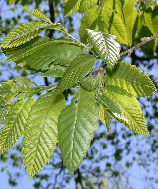 Chinese Chestnut (improved) Treeling | Bower & Branch