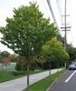 City Sprite® Japanese Zelkova | Bower & Branch