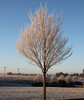 City Sprite® Japanese Zelkova | Bower & Branch