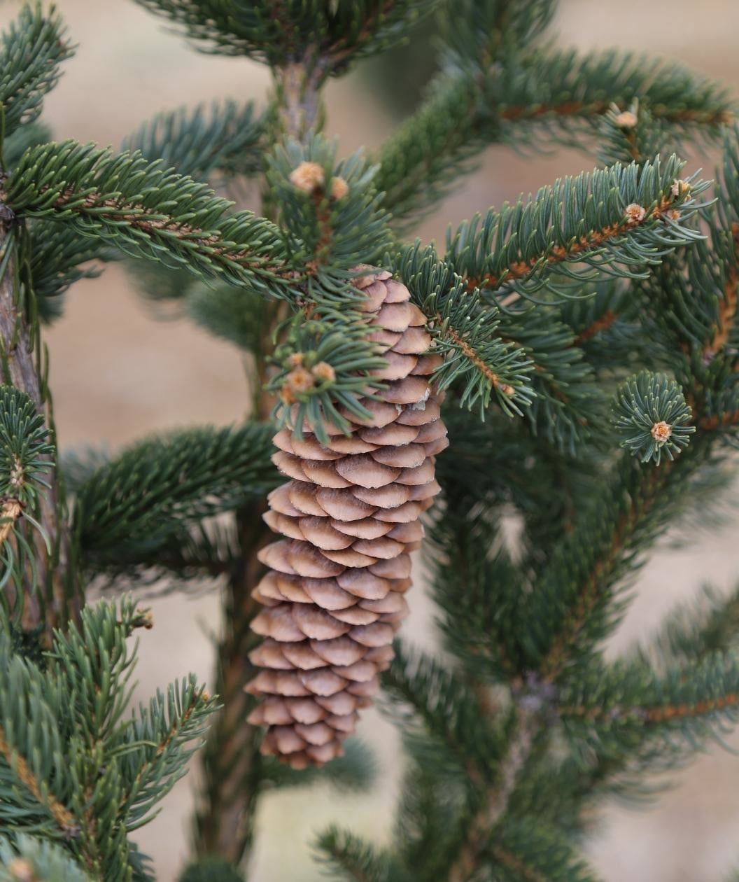 Columnar Norway Spruce | Bower & Branch