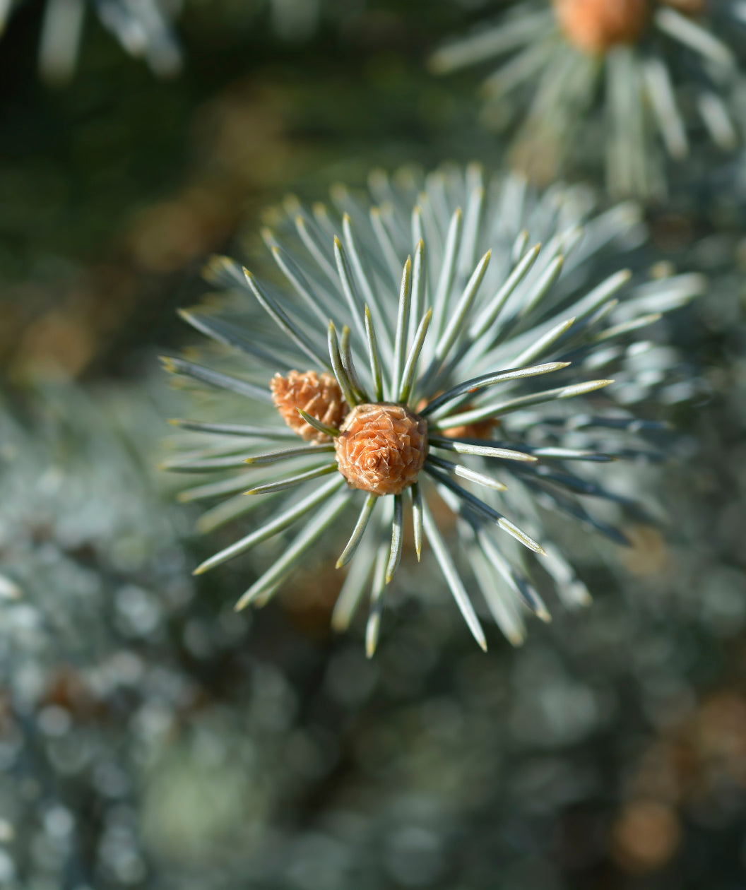 Blue Spruce | Bower & Branch