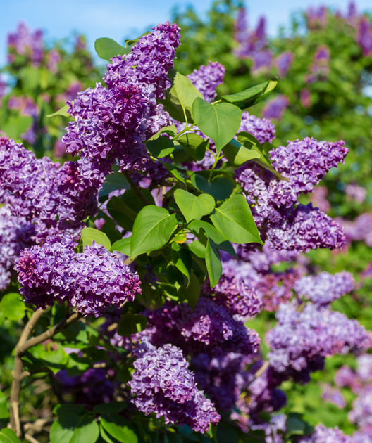 Common Lilac | Bower & Branch