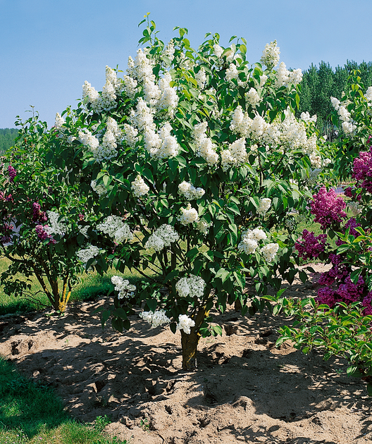 White Lilac | Bower & Branch