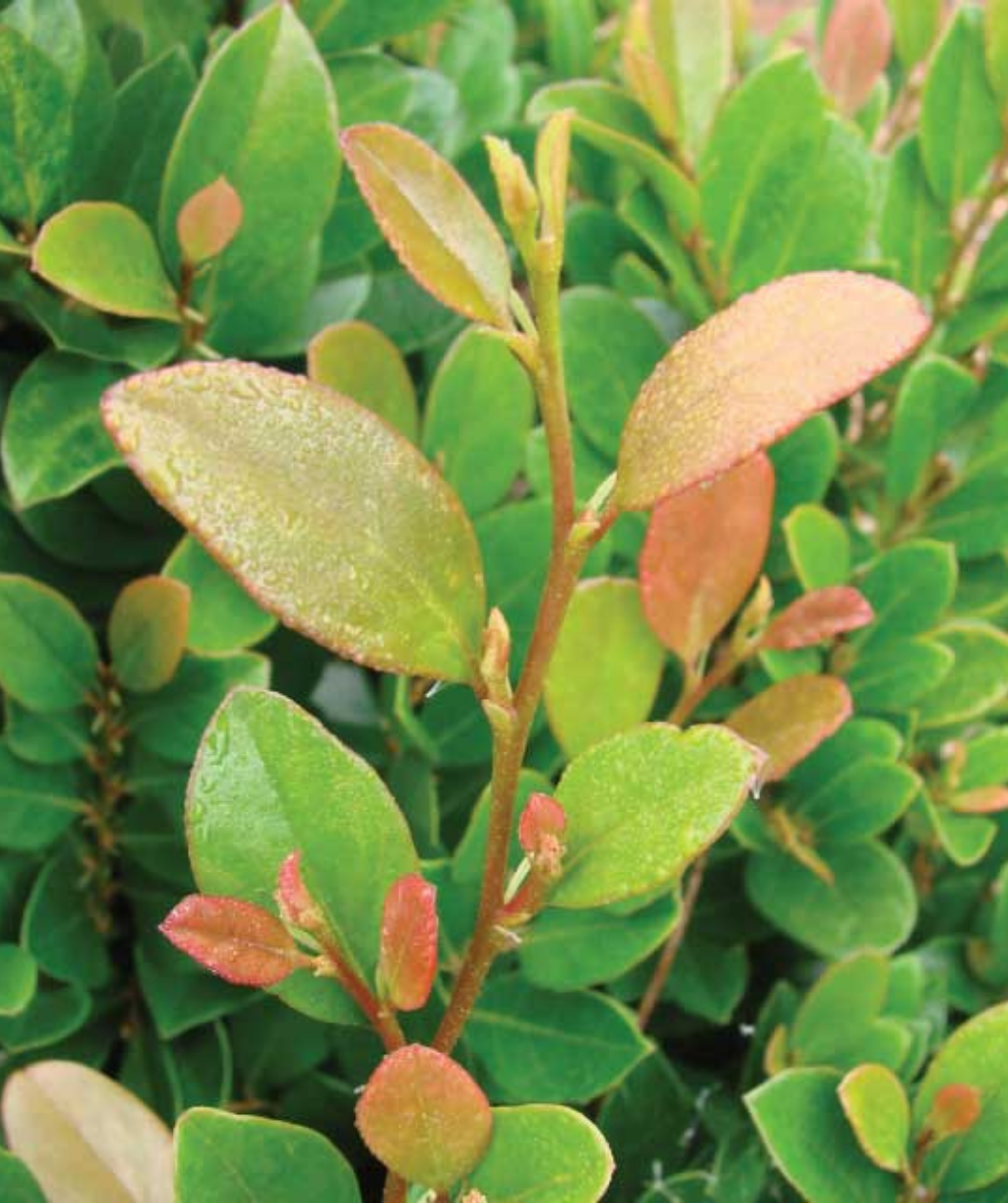 Coppertone™ Distylium – Bower & Branch