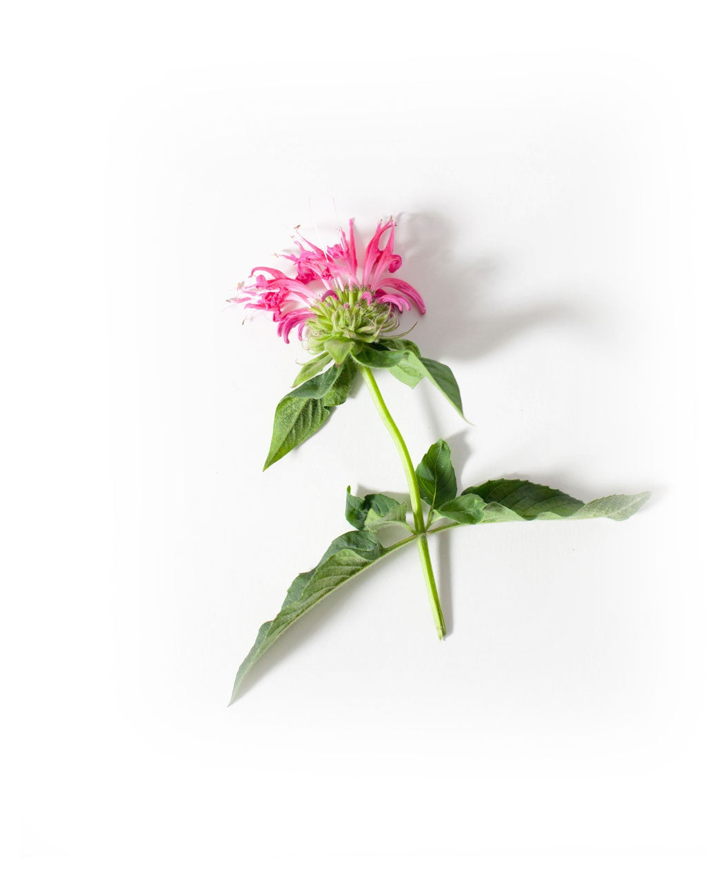 Coral Reef Bee Balm – Bower & Branch