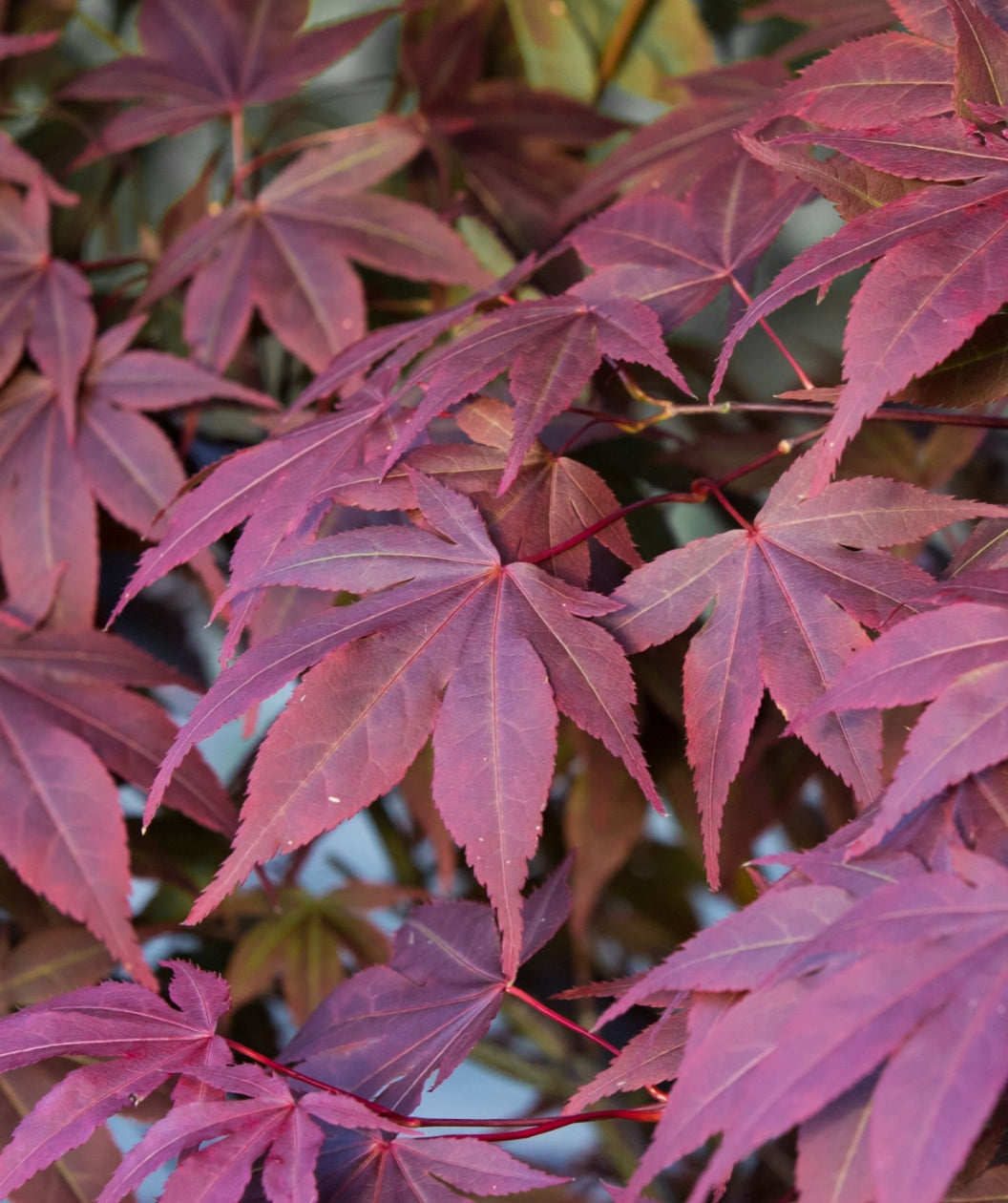 Crimson Prince Japanese Maple | Bower & Branch