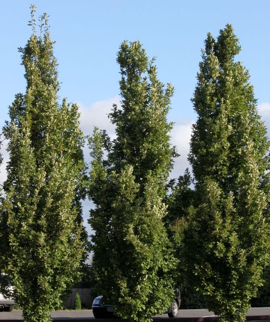 Crimson Spire™ Oak – Bower & Branch