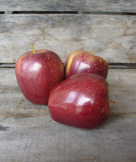 Dark Red Delicious Apple | Bower & Branch