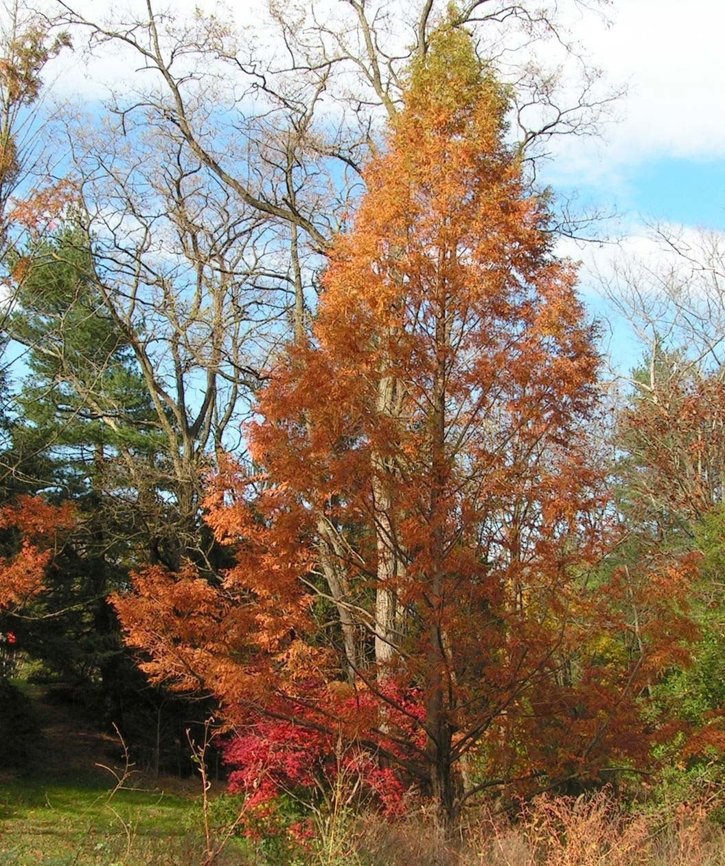 Dawn Redwood | Bower & Branch