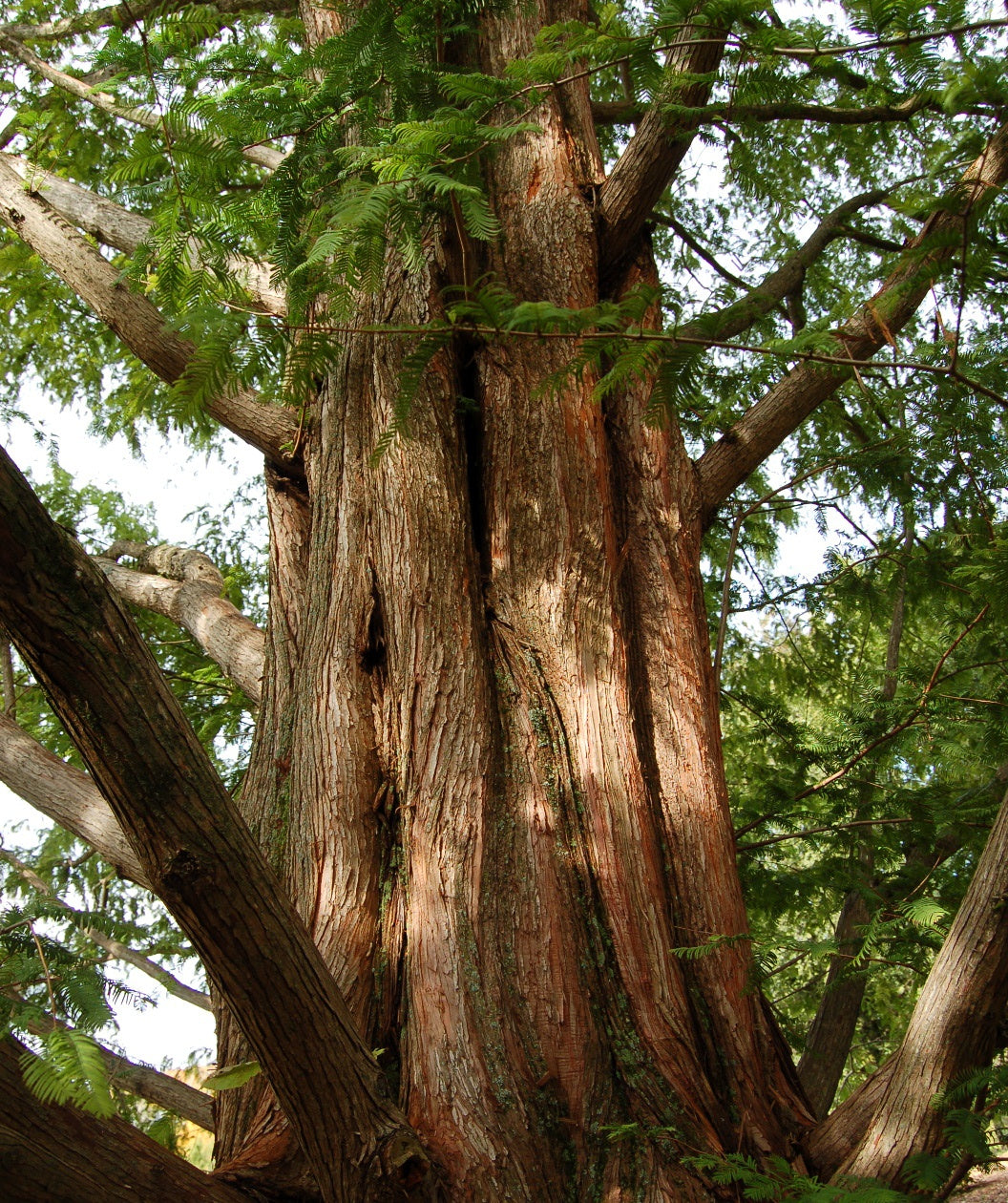 Dawn Redwood | Bower & Branch