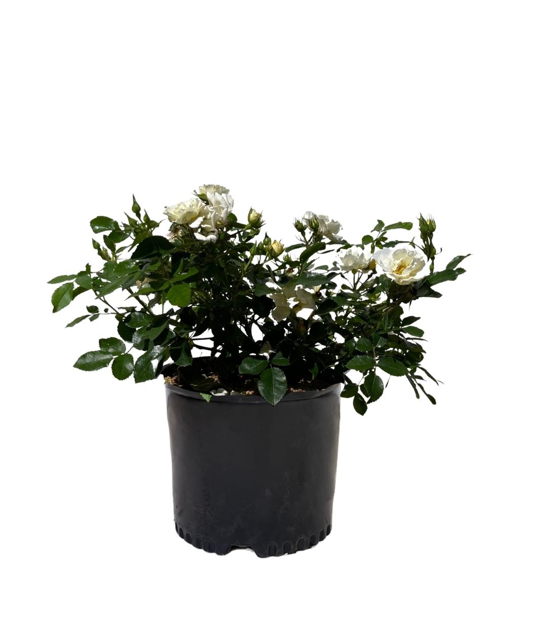 Drift® Popcorn Rose | Bower & Branch