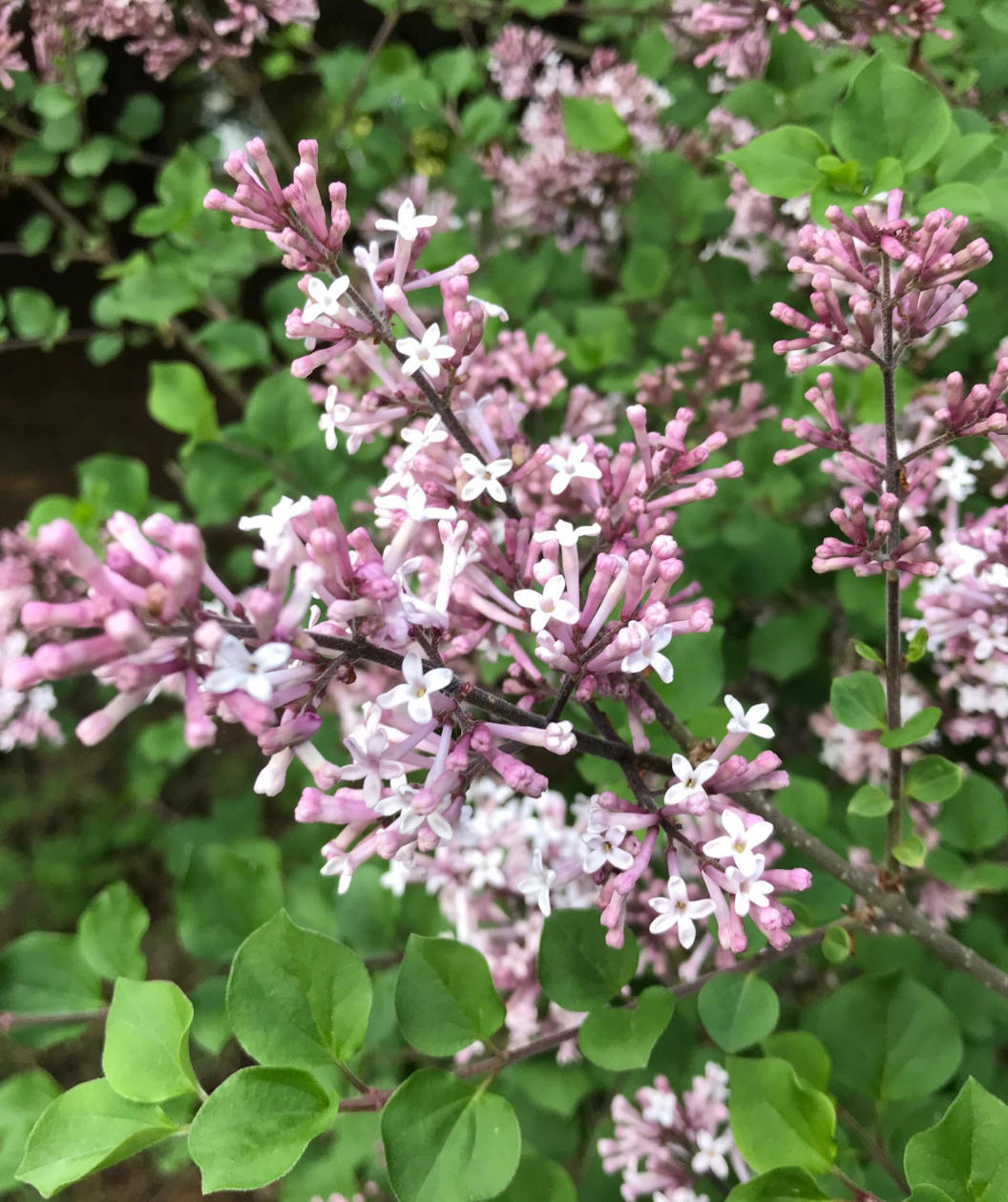 Dwarf Korean Lilac Tree Form – Bower & Branch