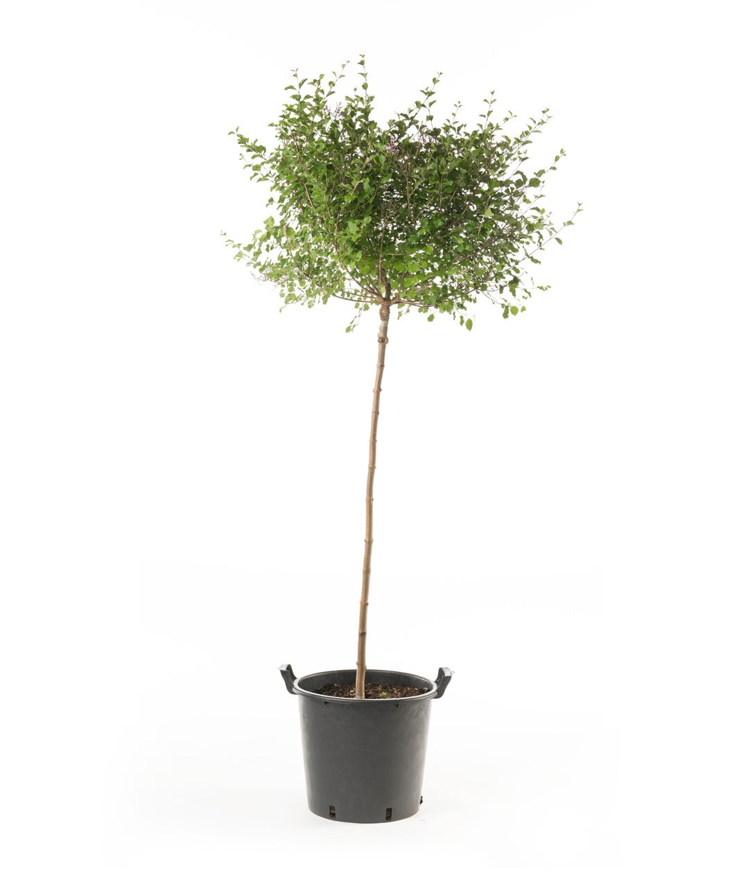 Dwarf Korean Lilac Tree Form Bower Branch