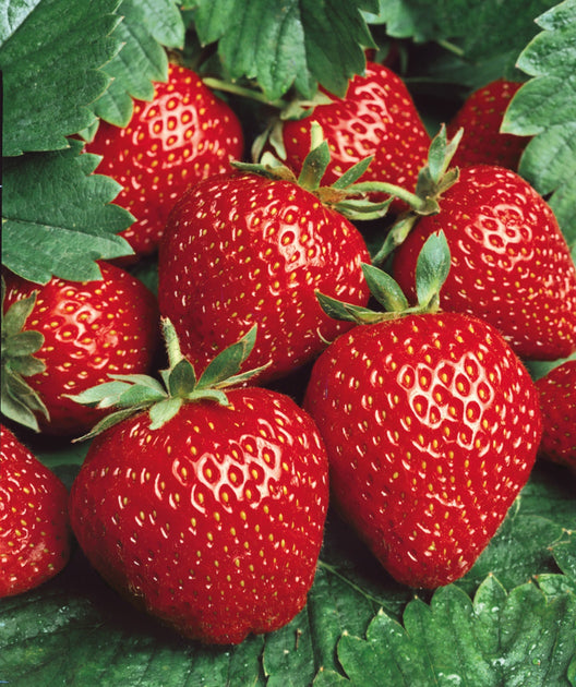 Earliglow Strawberry – Bower & Branch