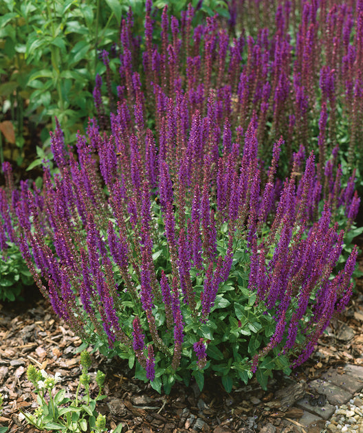 East Friesland Meadow Sage – Bower & Branch