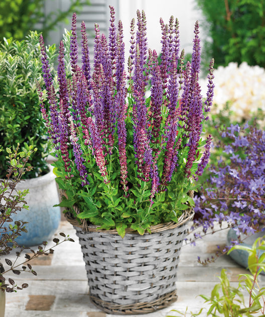 East Friesland Meadow Sage – Bower & Branch