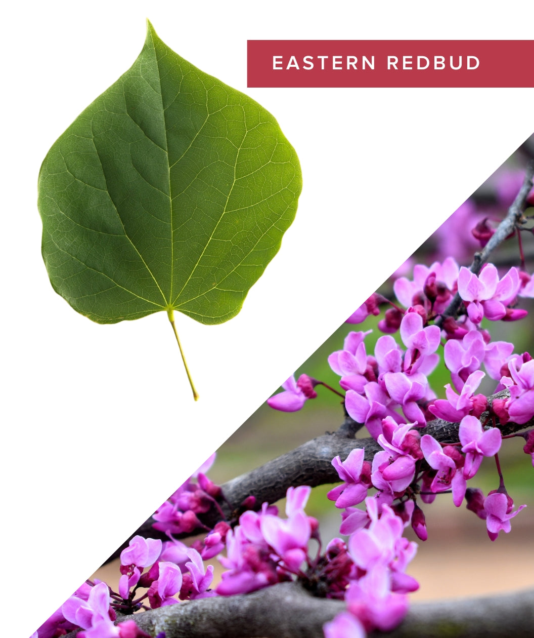 Living Tree Chairs | Bower & Branch