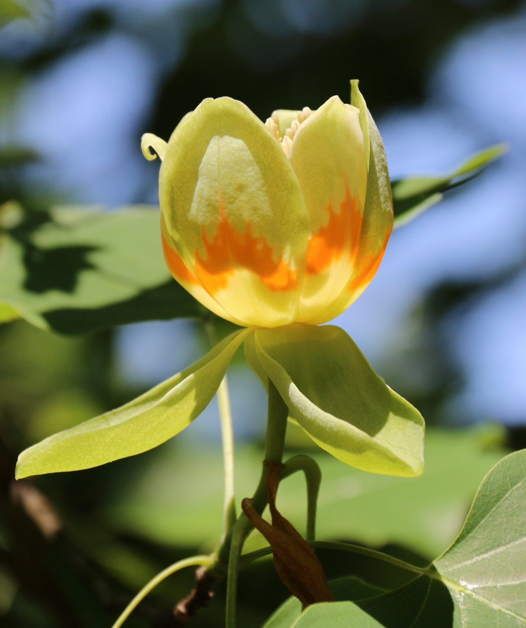 Emerald City® Tulip Tree | Bower & Branch