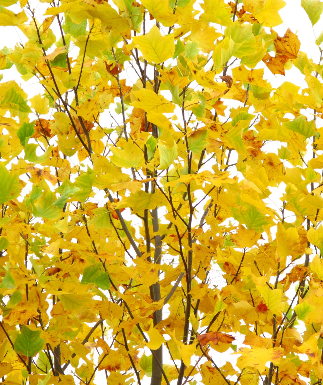 Emerald City® Tulip Tree | Bower & Branch