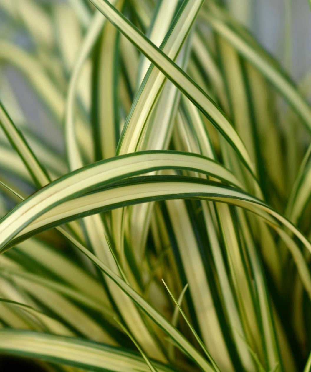 Evergold Variegated Sedge | Bower & Branch