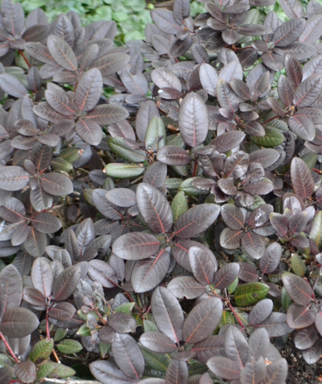 Everred Rhododendron | Bower & Branch
