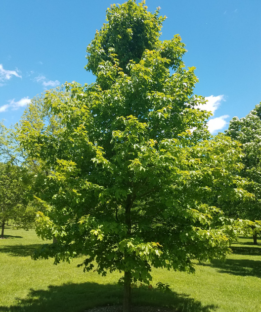 Fall Fiesta Sugar Maple | Bower & Branch