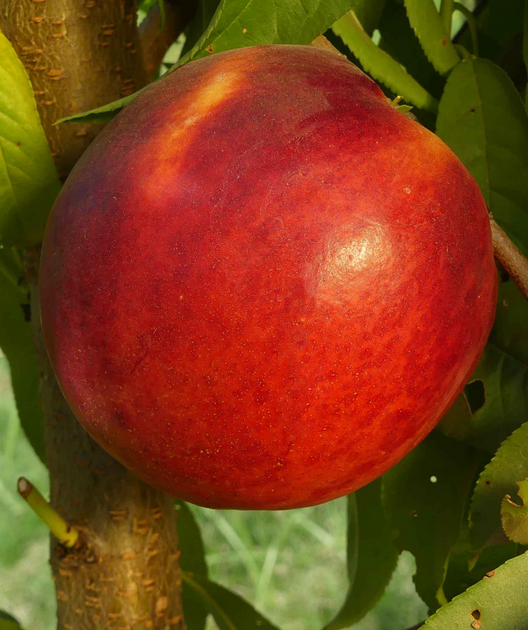 Fantasia Nectarine Bare Root | Bower & Branch